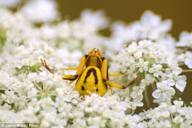 Hope You’re Not Afraid of Spiders, Because This Species Can Change ...