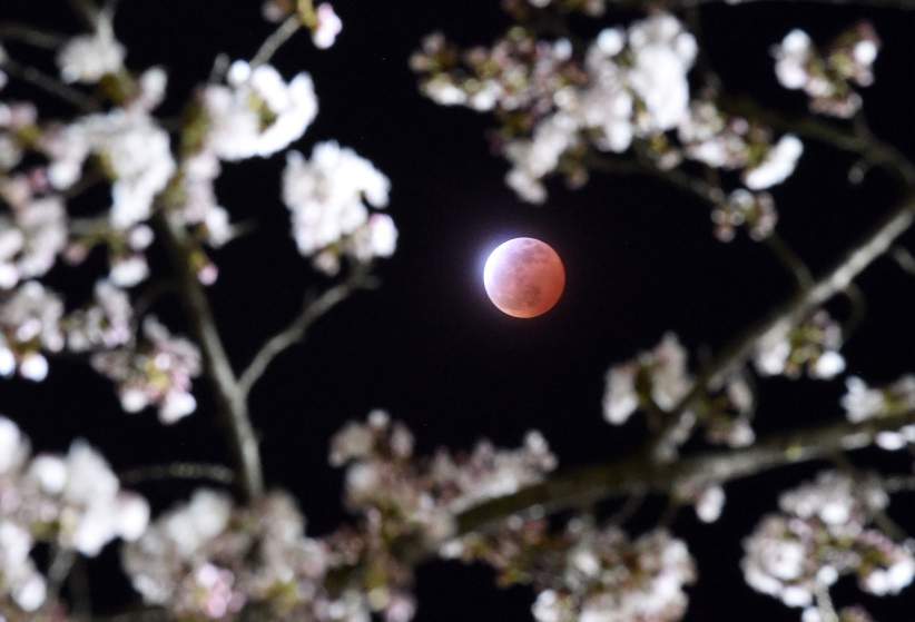 Epic Photos of the “Red Moon” and Shortest Eclipse of the Century ...