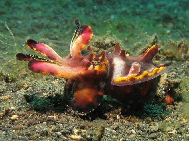 This Video of a Cuttlefish Changing Colors Will Hypnotize You – Plus ...