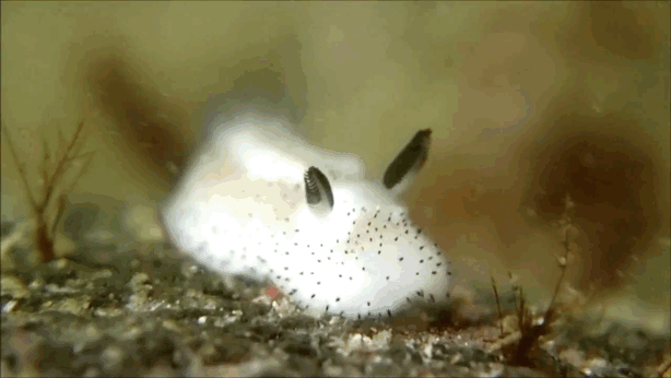 These Tiny Fluffy ‘Sea Bunny’ Slugs Almost Broke the Internet ...