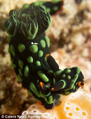 World’s First Two-Headed Neon ‘Toxic’ Sea Slug Discovered in Borneo ...