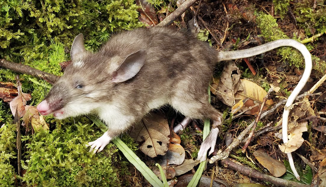 Hog-Nosed Shrew Rat Seems Like A Harsh Name For This Newly Discovered ...