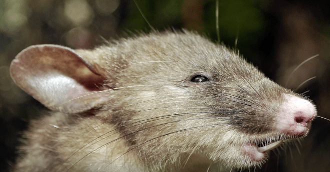 Hog-Nosed Shrew Rat Seems Like A Harsh Name For This Newly Discovered ...