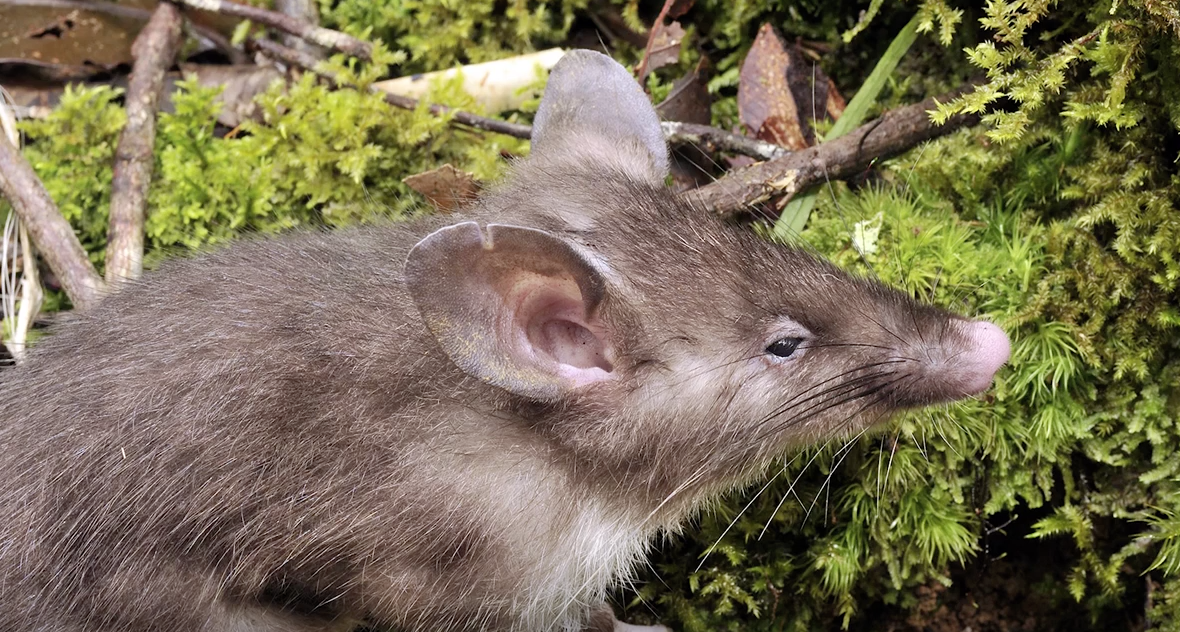 Hog-Nosed Shrew Rat Seems Like A Harsh Name For This Newly Discovered ...