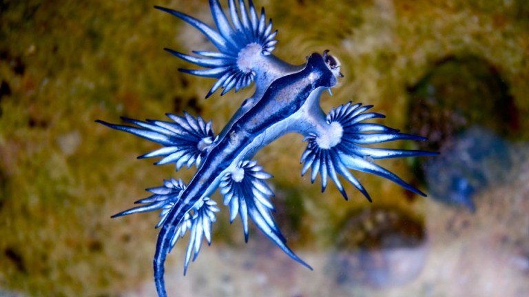 This Insane ‘Blue Dragon’ Pokemon-Wannabe Sea Slug Packs a Powerful ...