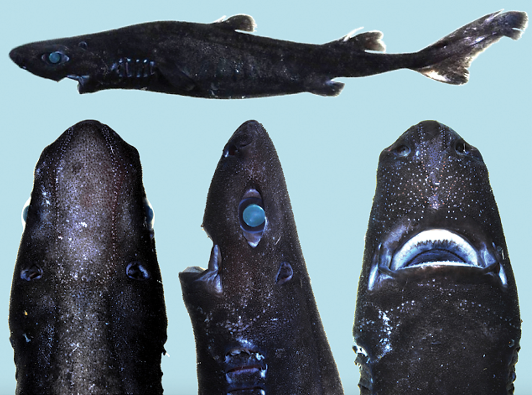 New Species: Glowing ‘Ninja Lanternshark’ Lights up the Deep Sea ...