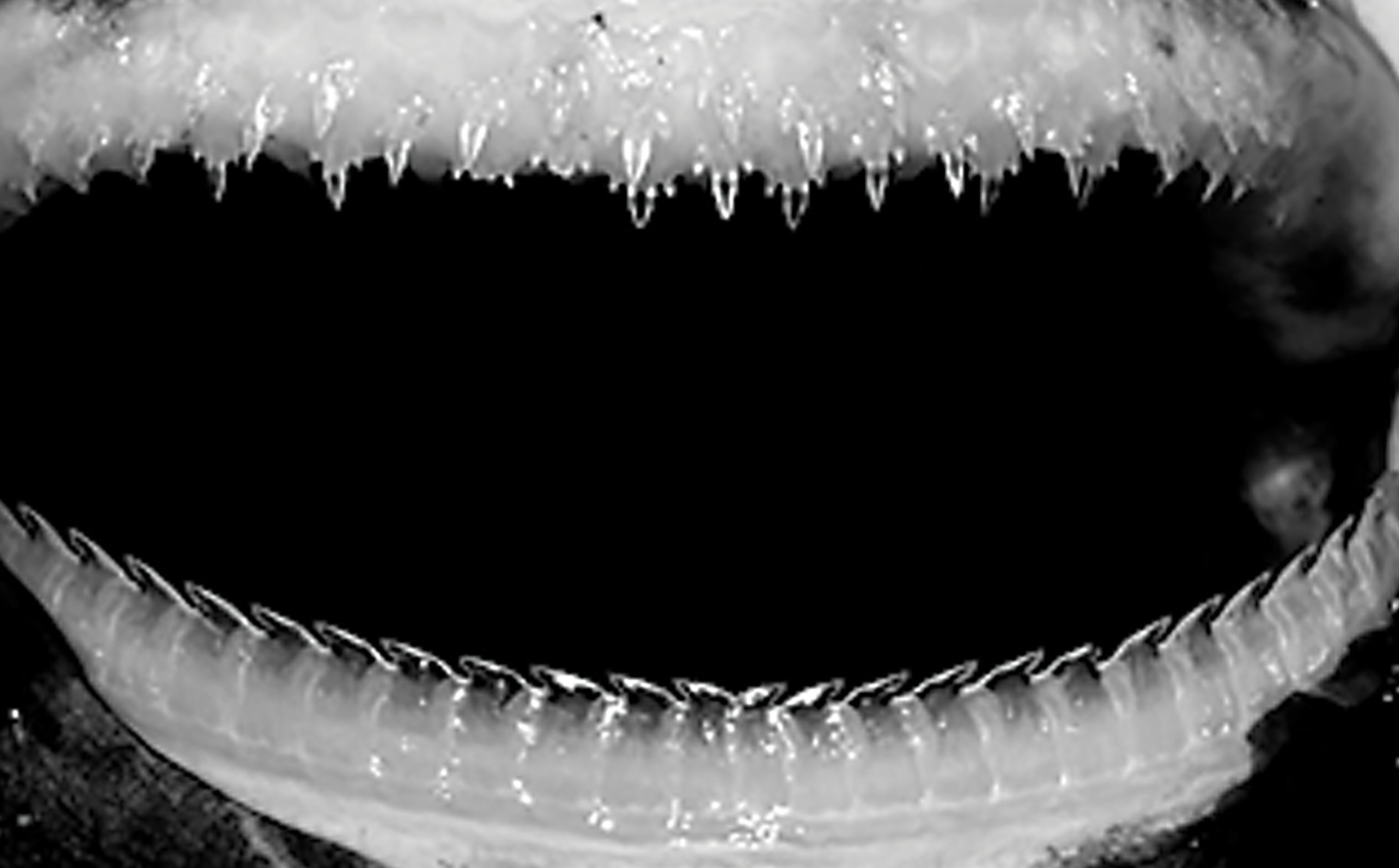 New Species: Glowing ‘Ninja Lanternshark’ Lights up the Deep Sea ...